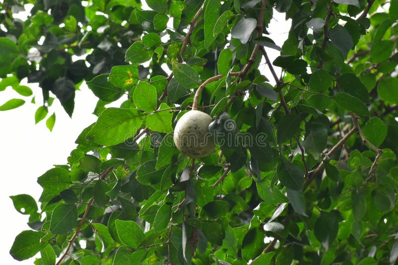 Bel Fal, Maja Fruit, Aegle Marmelos Near Pune, Maharashtra, India Stock ...