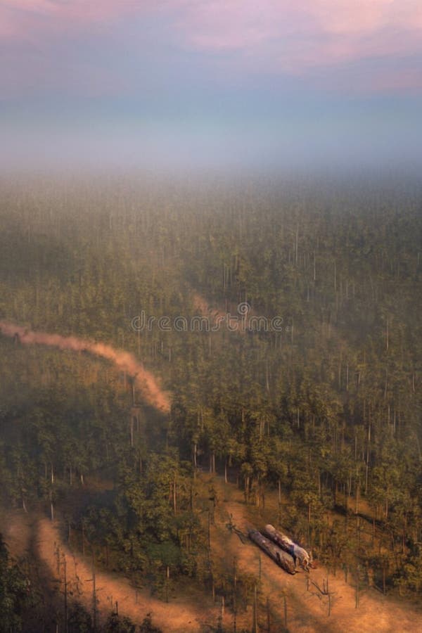 Image of the Wood or Expansion Deforestation Landscape Scene at Golden ...