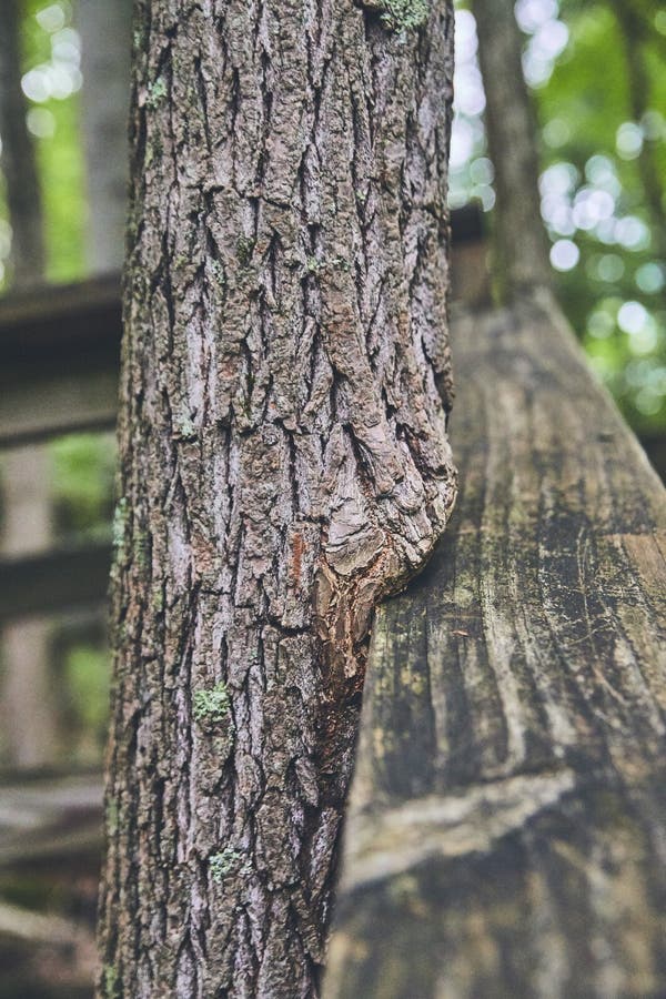 Wood Railing in Park with Tree Growing Around it Stock Photo - Image of ...
