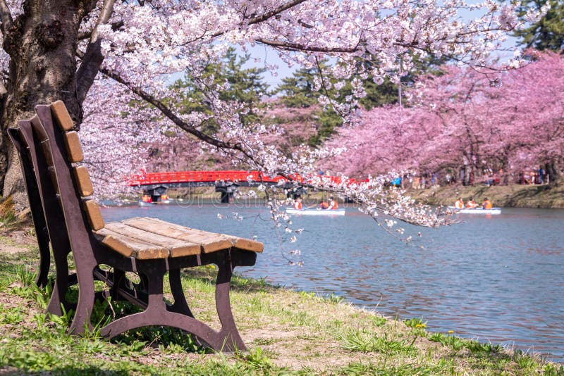 Wooden Bench Under the Cherry Tree at the Lake Stock Photo - Image of ...
