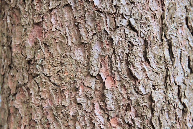 Wooden textured tree panel stock image. Image of decor - 120130417