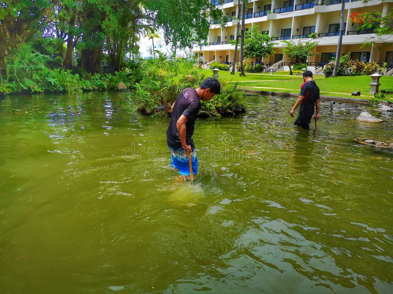 Workers Cleaning a Fish Pond Editorial Image - Image of person, outdoor ...
