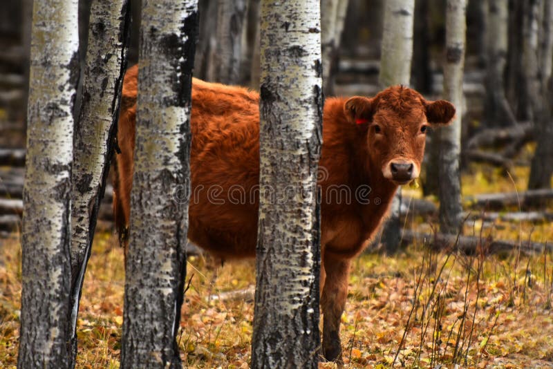 Beef Cattle Background stock photo. Image of landscape - 128655746