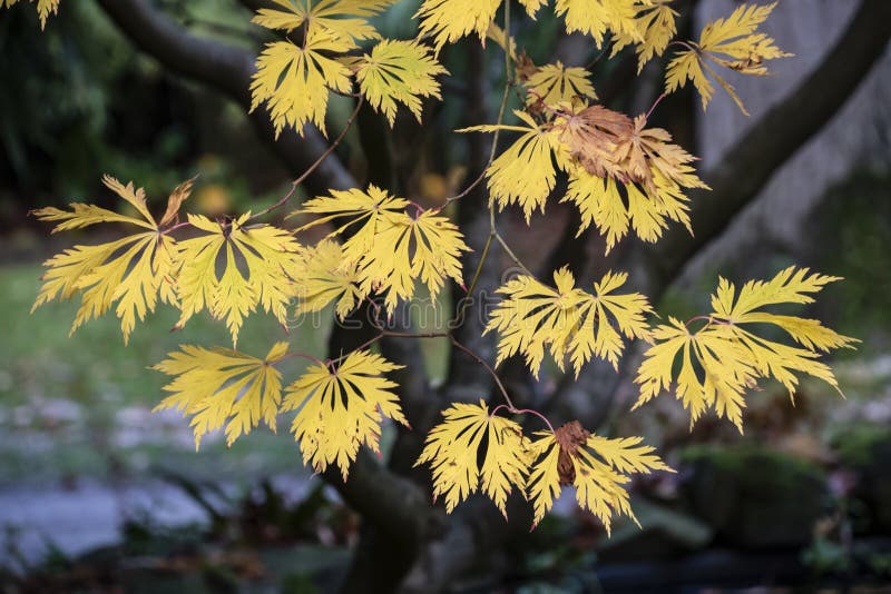 Image of Yellow Autumn Leaves. Autumn Background Nature Stock Image ...