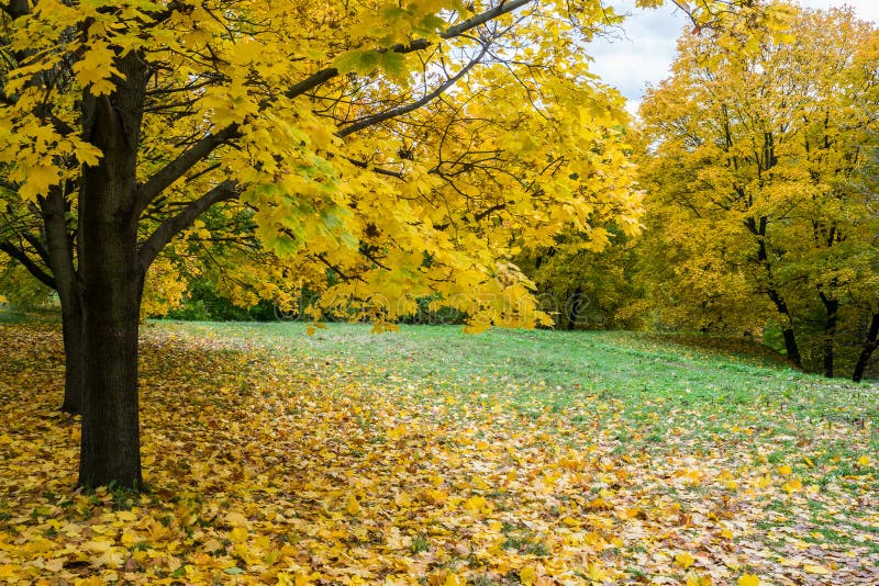 Image of Yellow Autumn Maple Trees in the Park Stock Photo - Image of ...