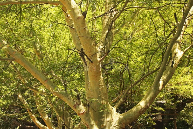 Light on Thick Branches of Fever Tree Stock Image - Image of bark ...