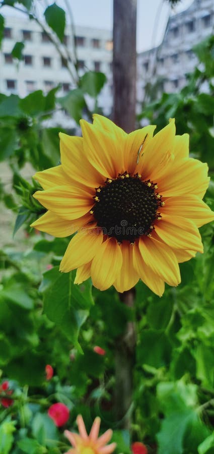 Image of a Yellow Flower with Black Core Stock Photo - Image of level ...