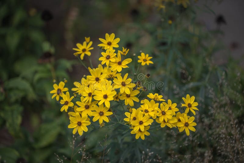 Image with Yellow Flower Group Named Tall Coreopsis Stock Photo - Image ...