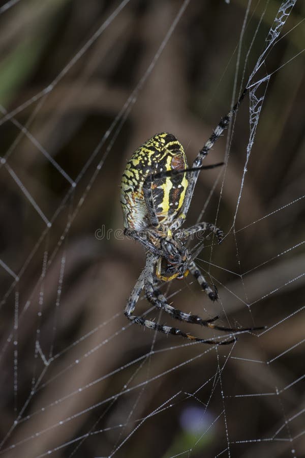 Yellow Garden Spider and the Egg Sac Hanging on the Web. Stock Image ...