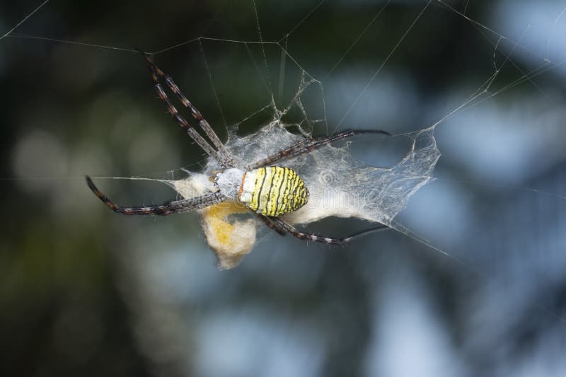 Yellow Garden Spider and the Egg Sac Hanging on the Web. Stock Photo ...