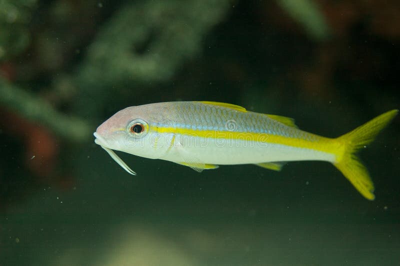 Image of a Yellow Goat Fish on a Reef. Stock Image - Image of reef ...