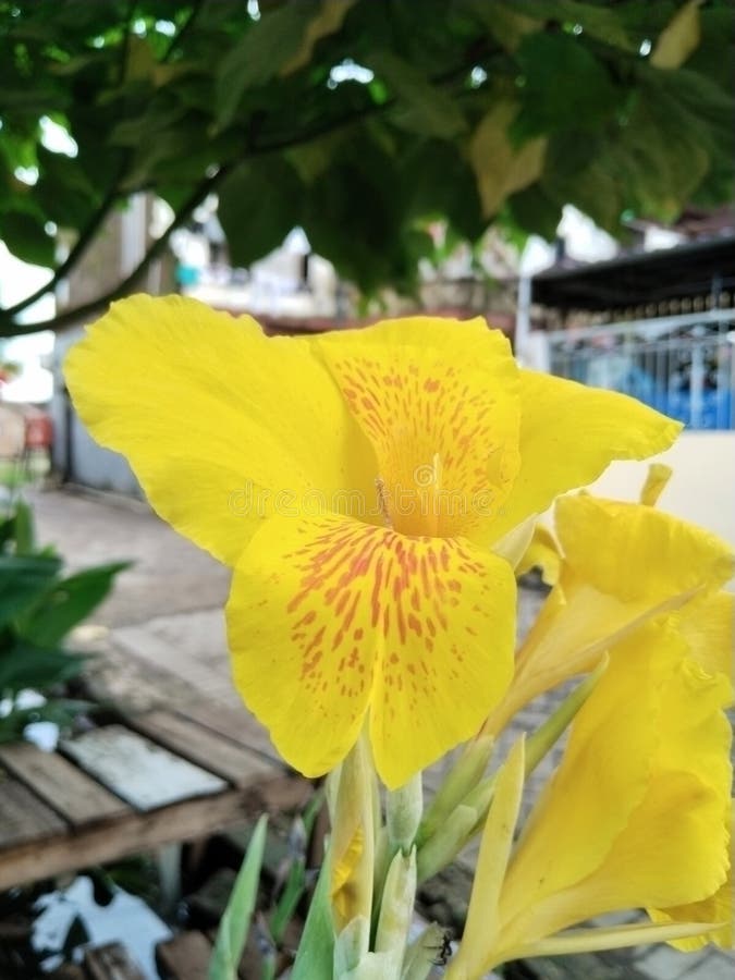 Image of Yellow Lower that Refreshes the Eyes Stock Image - Image of ...