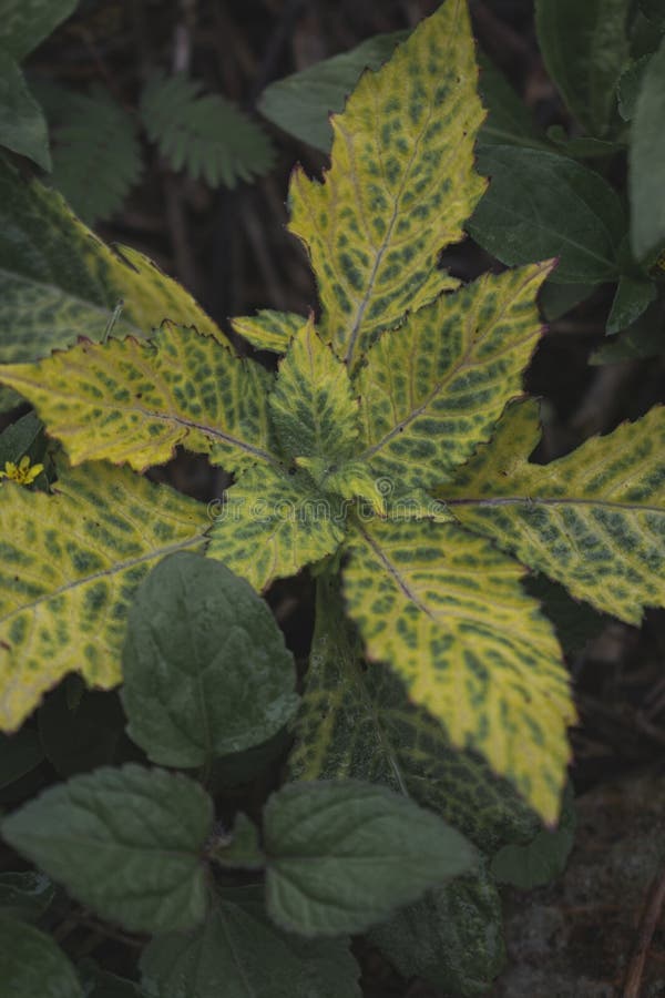 An Image of a Yellow Plant stock image. Image of focus - 273578893