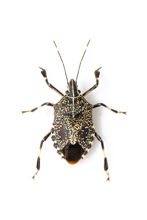 Image of Yellow Spotted Stink Bug Isolated on White Background. Animal ...