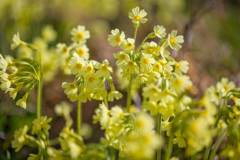 Yellow Spring Primrose Flowers in the Meadow. Stock Photo - Image of ...
