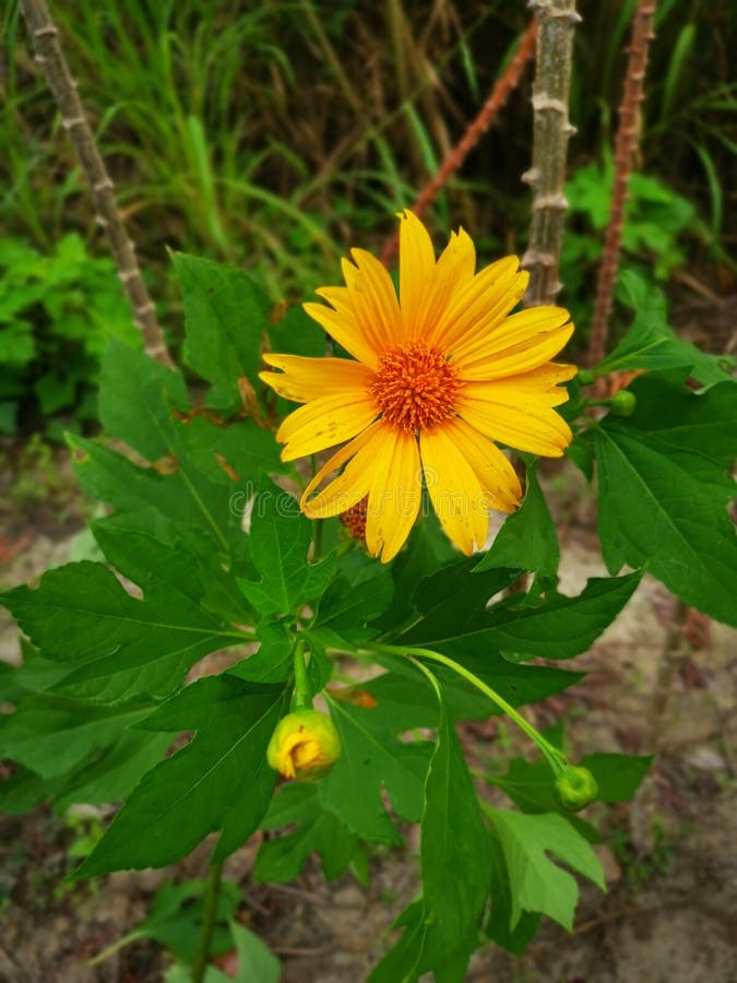 Image of the Yellow Tithonia Diversifolia Flower Stock Photo - Image of ...