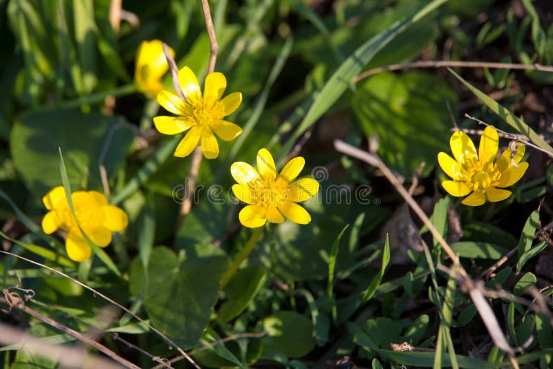 Yellow Wild Flower in Spring Meadow Stock Photo - Image of floral ...