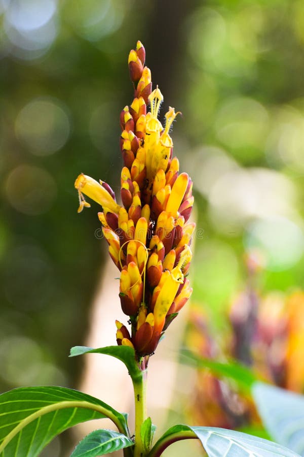 Image of a Yellow Wildflower with Ants Sucking on Nectar. Stock Image ...