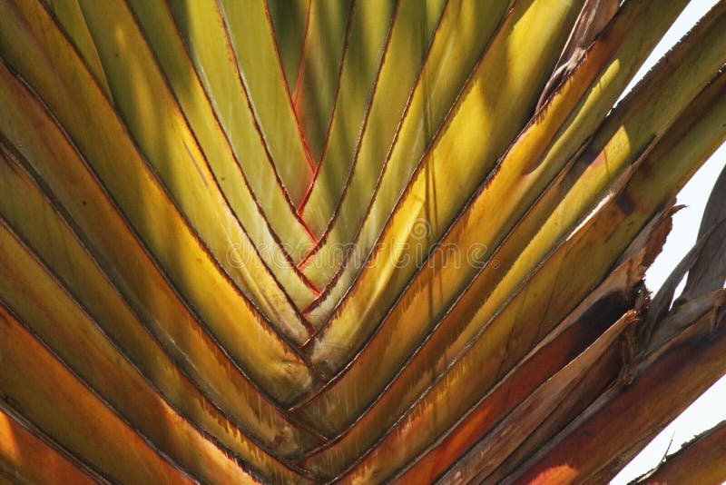 Close View of Base of Palm Leaf Stock Image - Image of segment, leaves ...