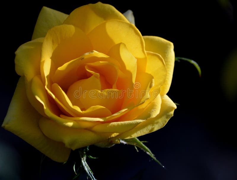 Yellow Rose with Side Lighting Stock Photo - Image of yellow, violet ...