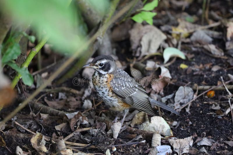 An Image of a Young American Robin Foraging on the Ground. Stock Photo ...