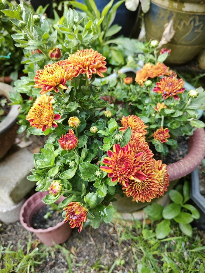 Young Buds of Blooming Yellow Orange Colored Chrysanthemum Flower in ...