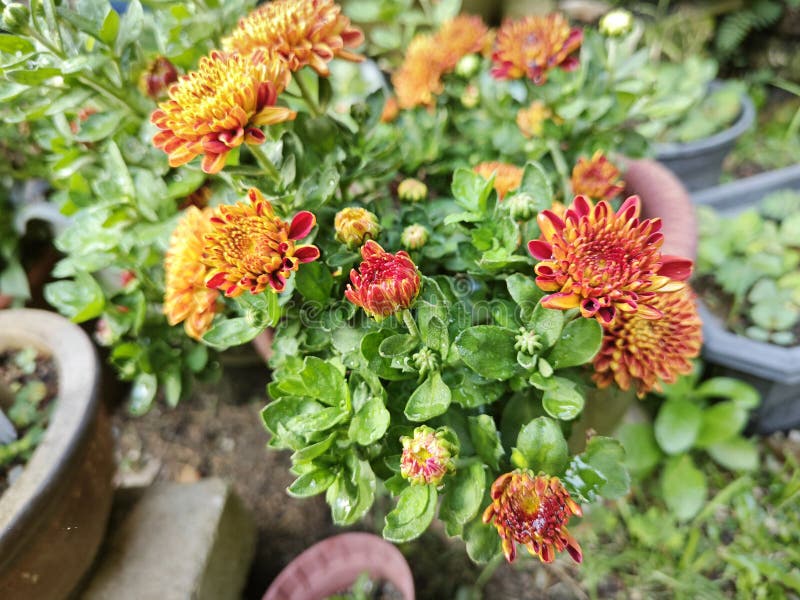 Young Buds of Blooming Yellow Orange Colored Chrysanthemum Flower in ...