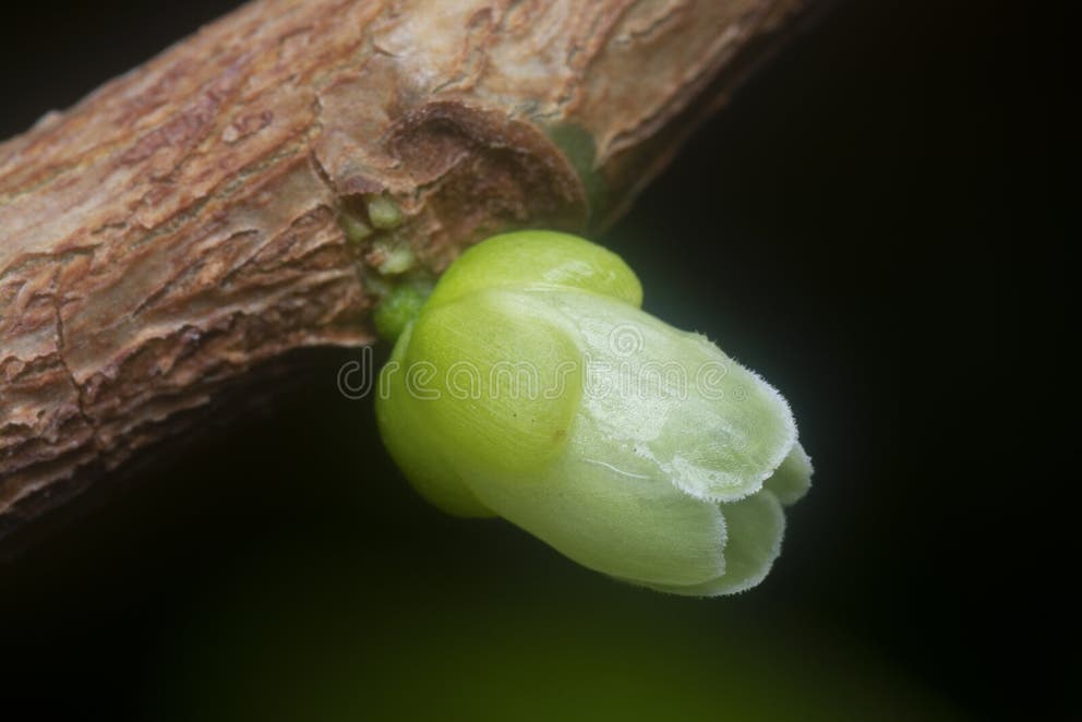 Young Buds Sprouting from the Stem. Stock Photo - Image of environment ...