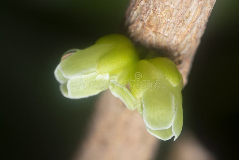 Young Buds Sprouting from the Stem. Stock Photo - Image of dormant ...