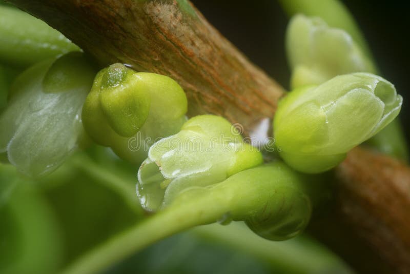 Young Buds Sprouting from the Stem. Stock Image - Image of environment ...
