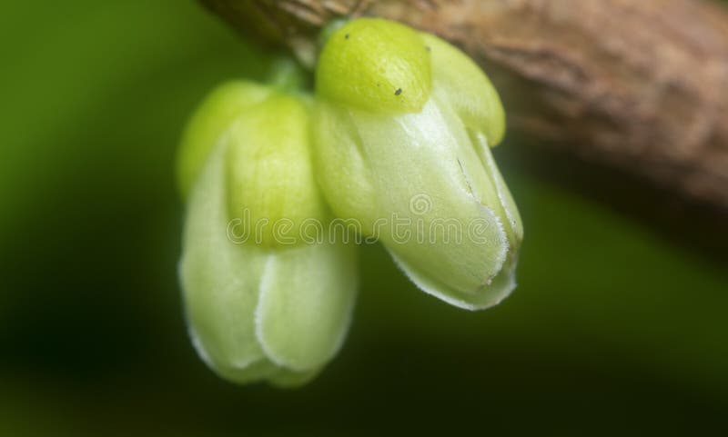 Young Buds Sprouting from the Stem. Stock Image - Image of environment ...