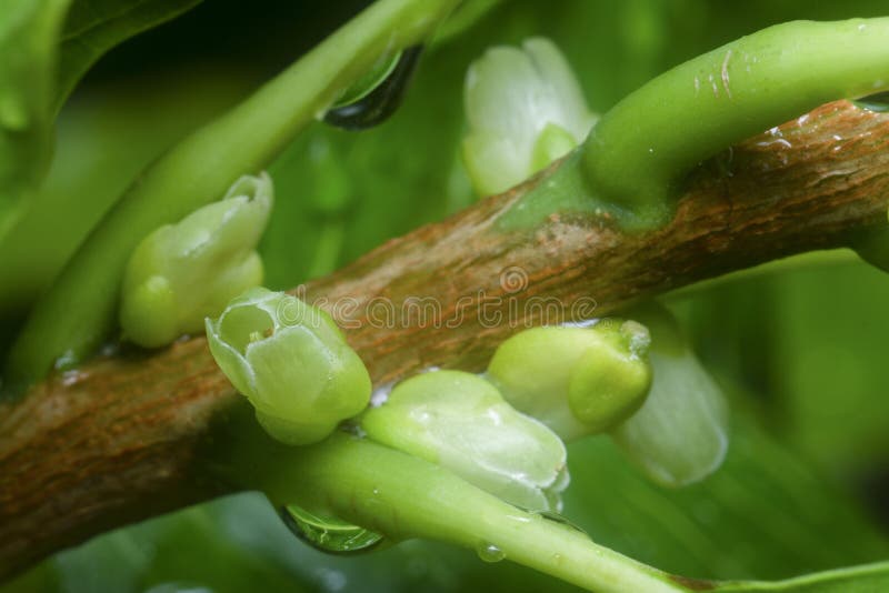 Young Buds Sprouting from the Stem. Stock Image - Image of leave ...