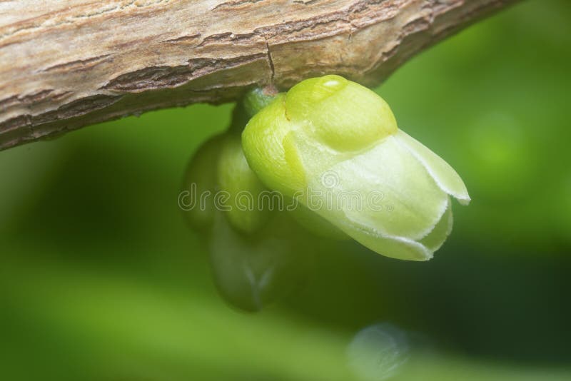 Young Buds Sprouting from the Stem. Stock Image - Image of leave ...