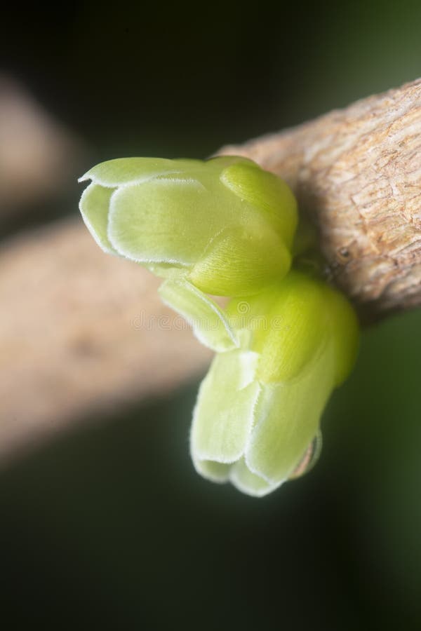 Young Buds Sprouting from the Stem. Stock Photo - Image of budding ...