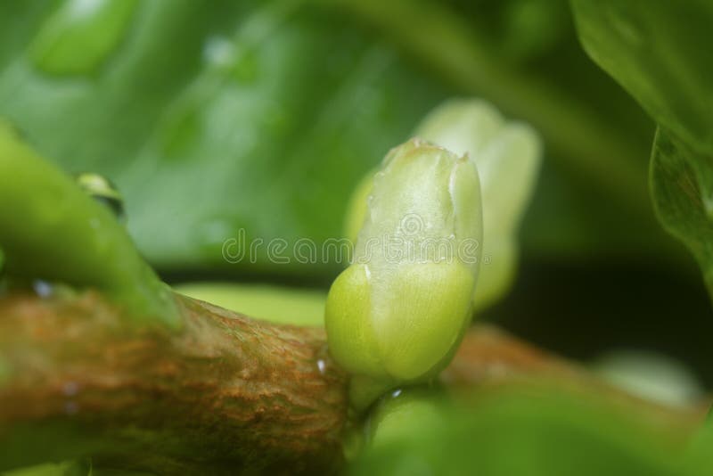 Young Buds Sprouting from the Stem. Stock Photo - Image of budding ...