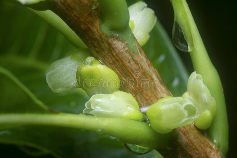 Young Buds Sprouting from the Stem. Stock Image - Image of natural ...