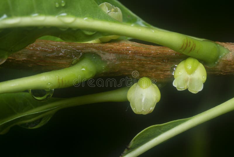 Young Buds Sprouting from the Stem. Stock Image - Image of bush, apical ...