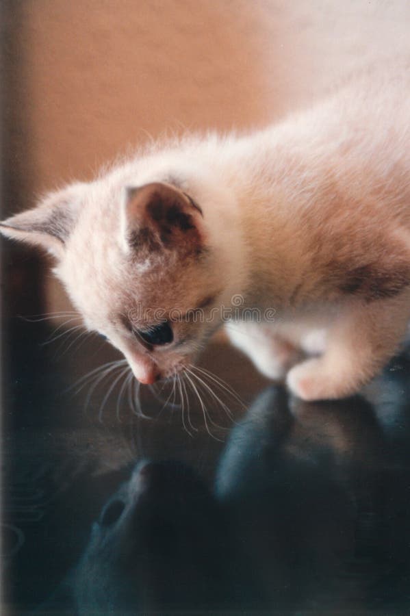 Cat Observing Its Own Reflection Stock Photo - Image of carnivore ...