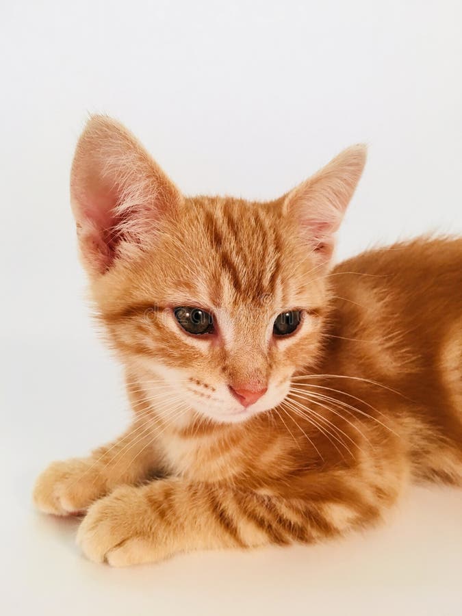 Cute ginger tabby cat stock image. Image of animal, tabby - 185902439