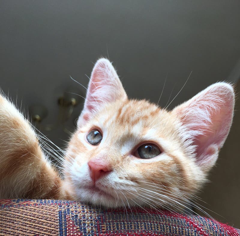 Cute ginger tabby cat stock image. Image of striped - 185902609