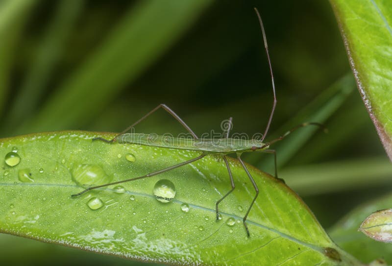 Young Green Rice Earheaded Bug on the Leaves Stock Image - Image of ...