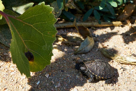 Young land turtle stock image. Image of baby, refuge - 236540449