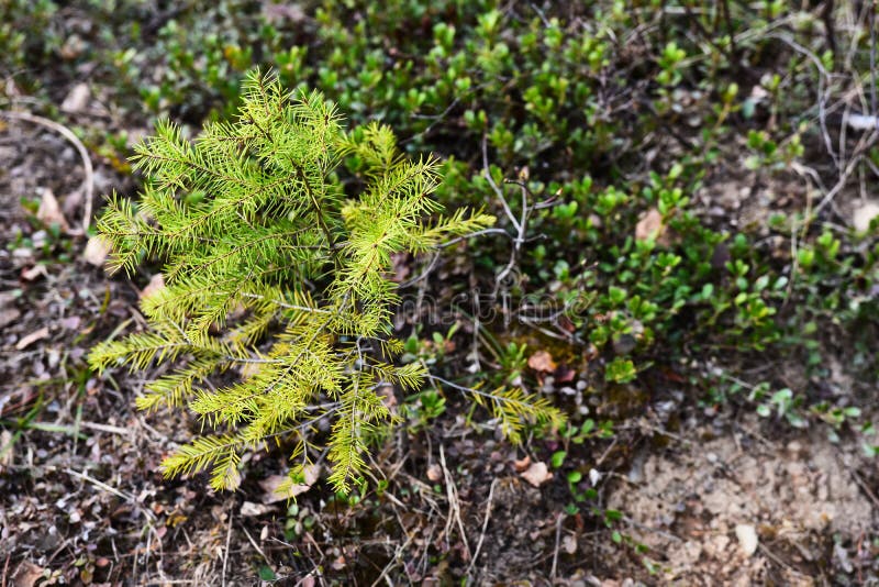 Pine Sapling Grow in a Forest Glade in Summer. Young Pine Trees Grow in ...