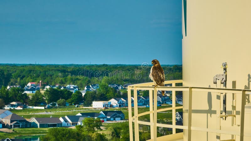 Young Red Tailed Hawk Perched on Railing of Water Tower Aerial with ...