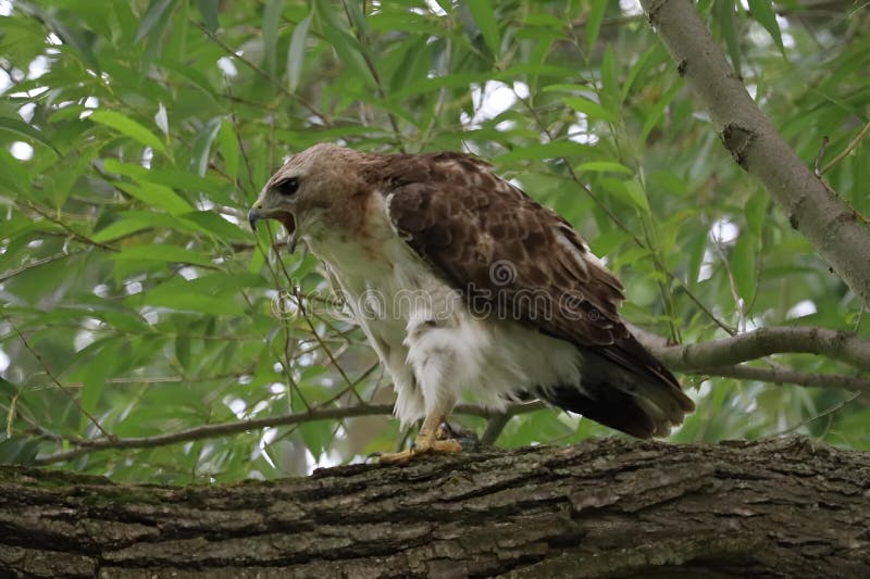 An Image of a Young Red-tailed Hawk Perched in a Tree. Stock Photo ...