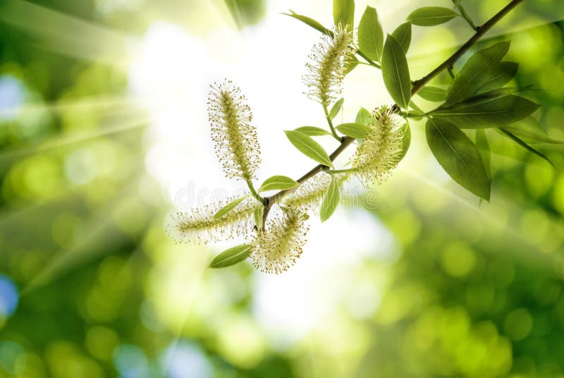 Image of Young Sprouts on a Tree Branch Close-up Stock Image - Image of ...