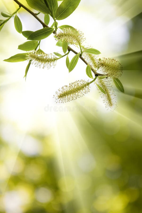 Image of Young Sprouts on a Tree Branch Close-up Stock Image - Image of ...