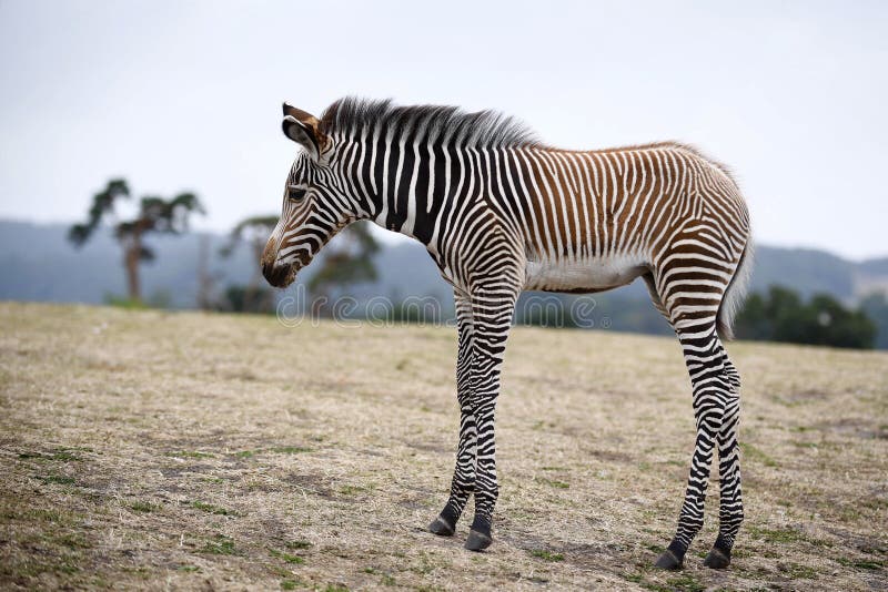 Zebra stock image. Image of zebra, young, white, orange - 135698365