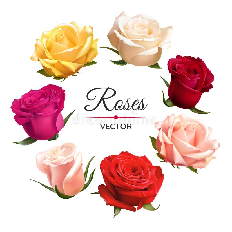 Realistic Color Roses Isolated on White Background. Stock Vector ...
