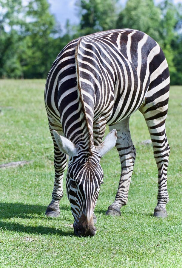 Image of a Zebra Eating the Grass on a Field Stock Photo - Image of ...